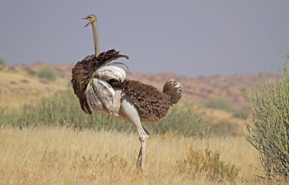 Afrikanischer Strauß - Naturfotografie