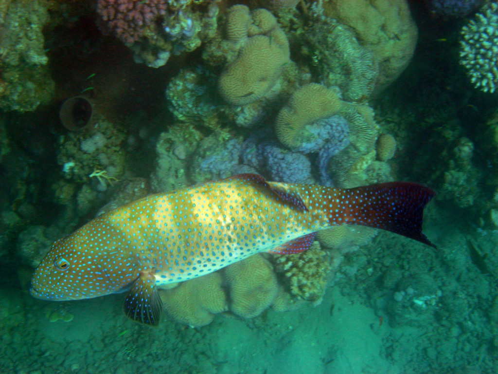 Zackenbarsche - Naturfotografie