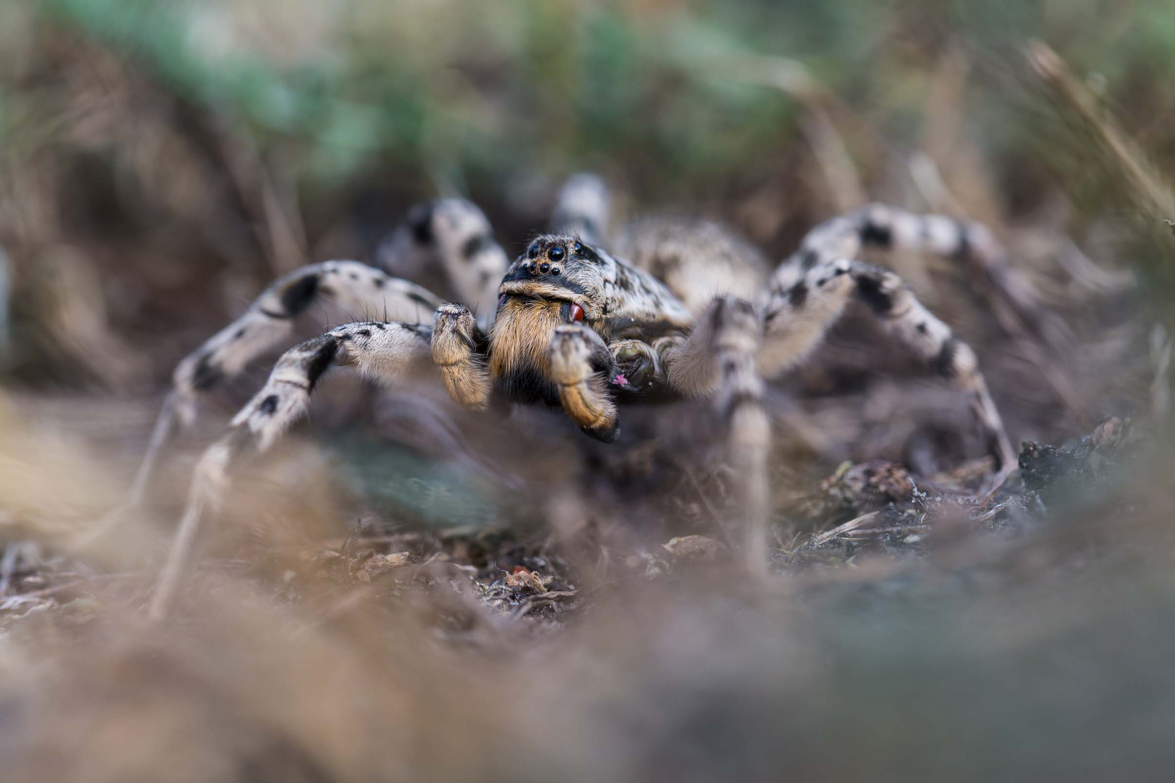 Spinnen - Naturfotografie